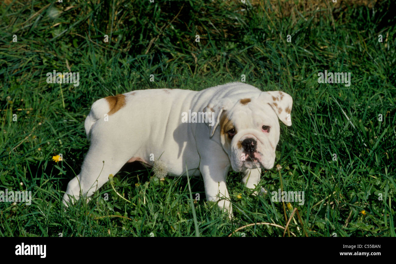 Bulldog looking over shoulder hi-res stock photography and images - Alamy