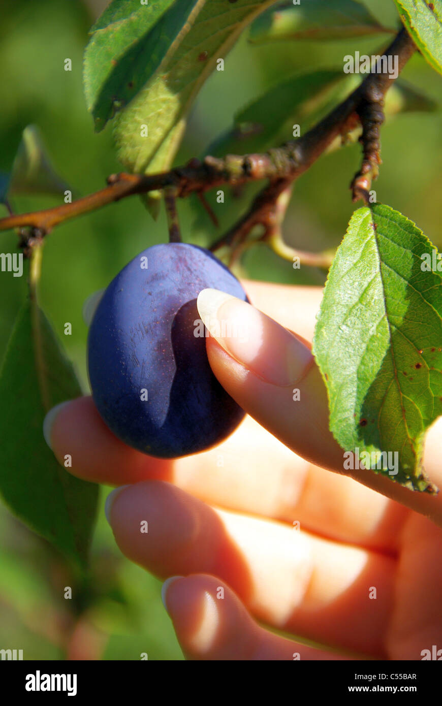 Pflaume - plum 01 Stock Photo - Alamy