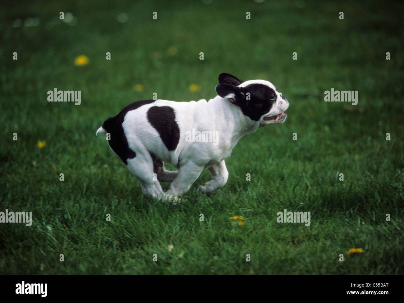French Bulldog dog running Stock Photo - Alamy