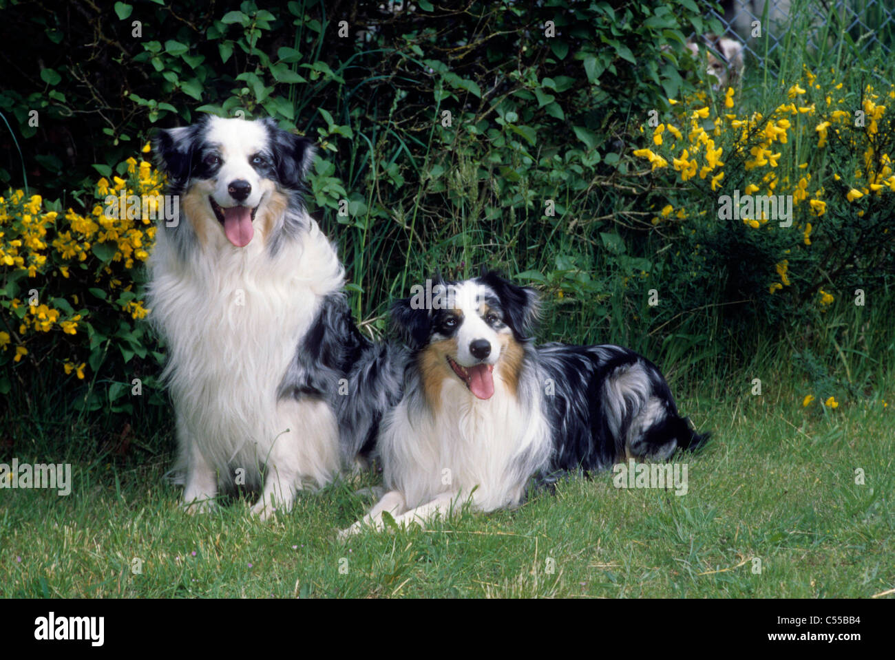 Pair dog hi-res stock photography and images - Alamy