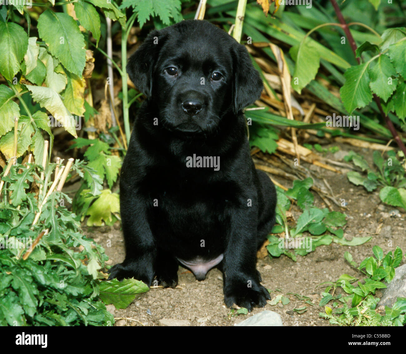 Portrait of Labrador Retriever pup Stock Photo - Alamy