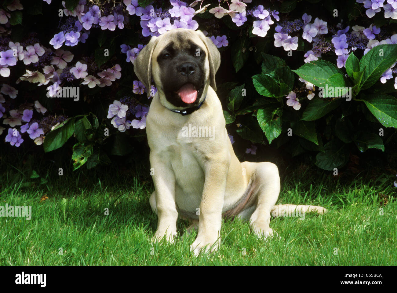 English mastiff hi-res stock photography and images - Alamy