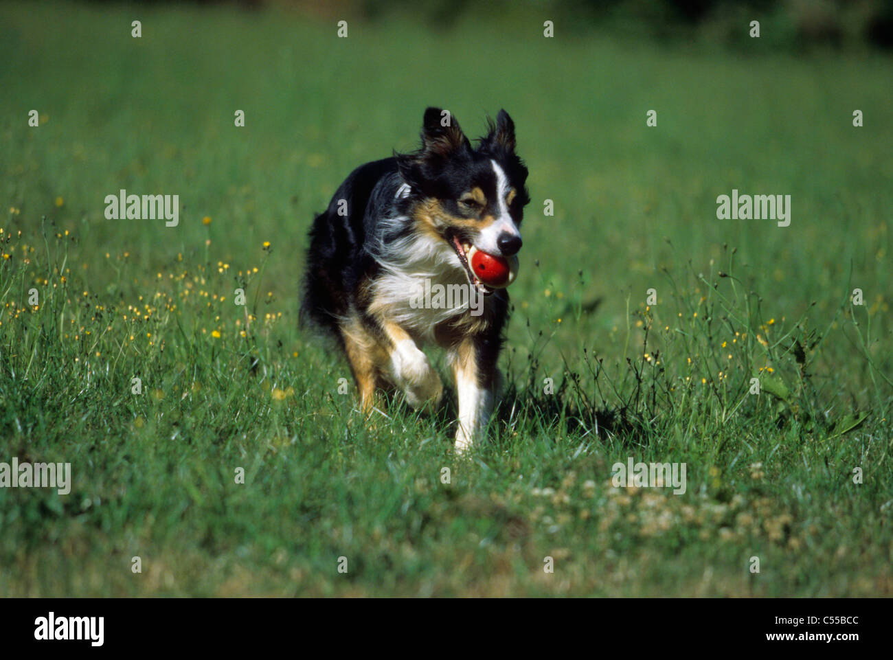Border Collie dog running in field Stock Photo - Alamy