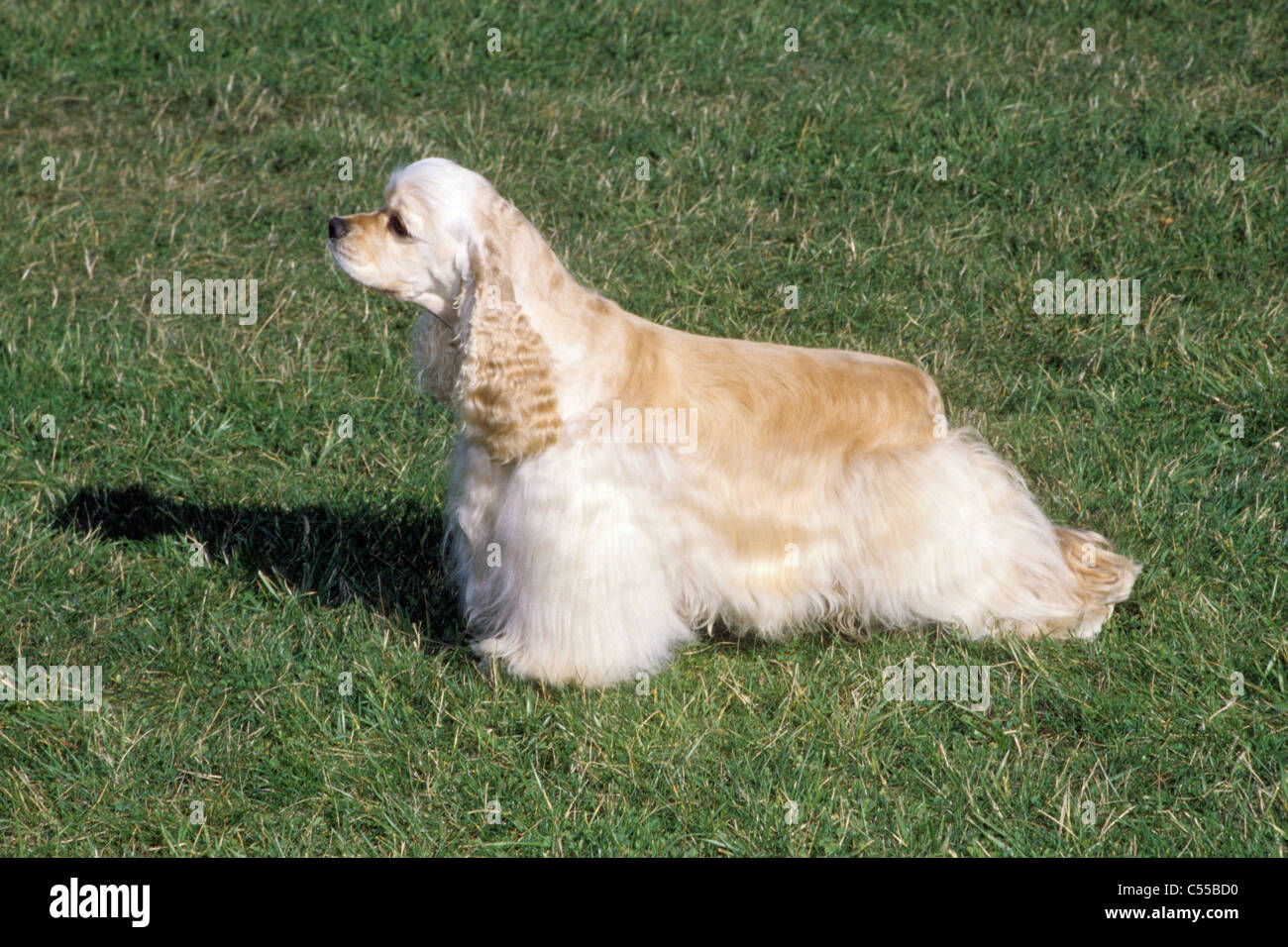 Portrait of American Cocker Spaniel dog Stock Photo - Alamy