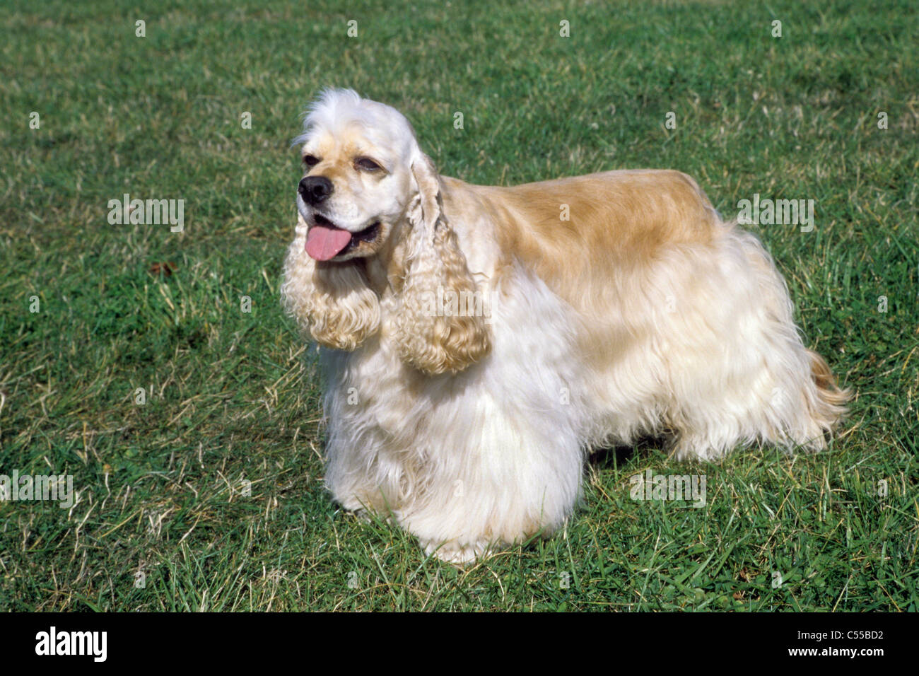 Portrait of American Cocker Spaniel dog Stock Photo - Alamy