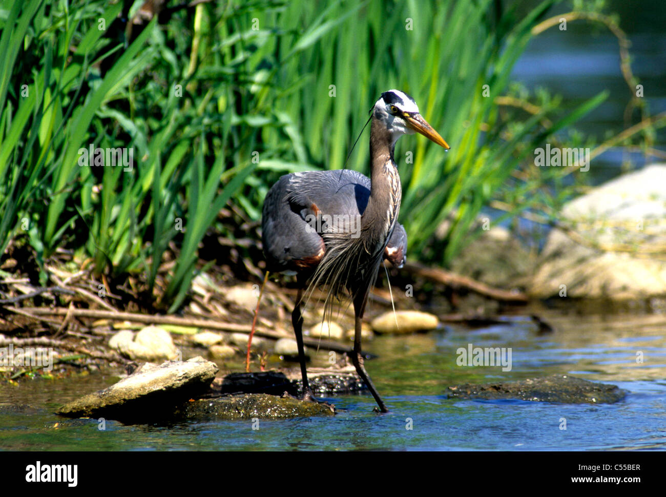 Gosling wading in a pond Stock Photo - Alamy