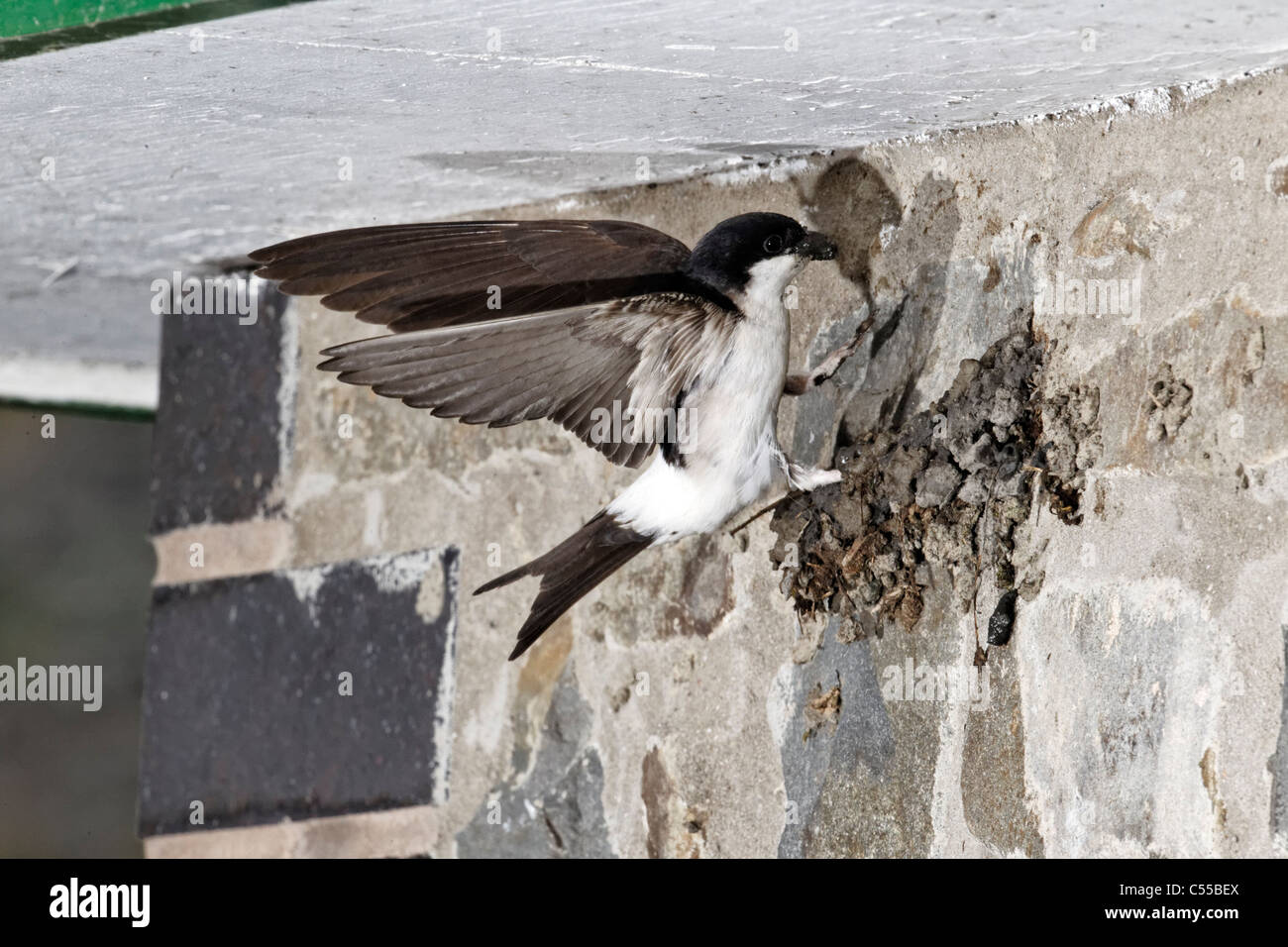 House martin in flight uk hi-res stock photography and images - Alamy