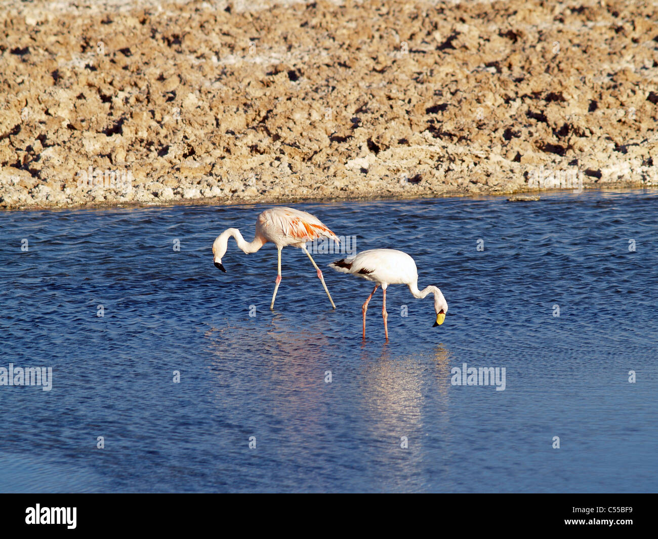 Two Chilean flamingo species at Salar de Atacama, Chile Stock Photo - Alamy