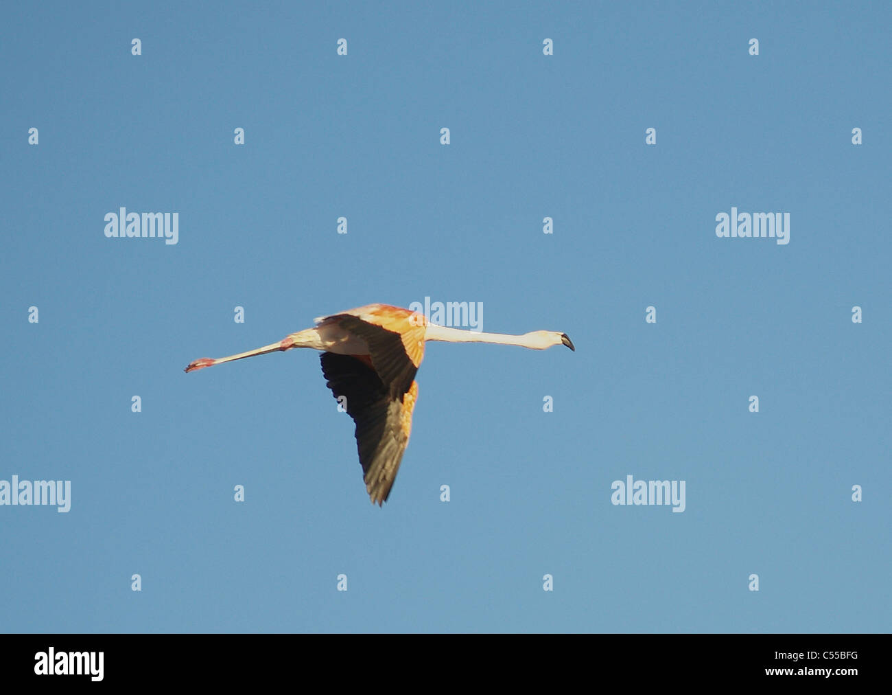 Flamingo flying sunset hi-res stock photography and images - Alamy