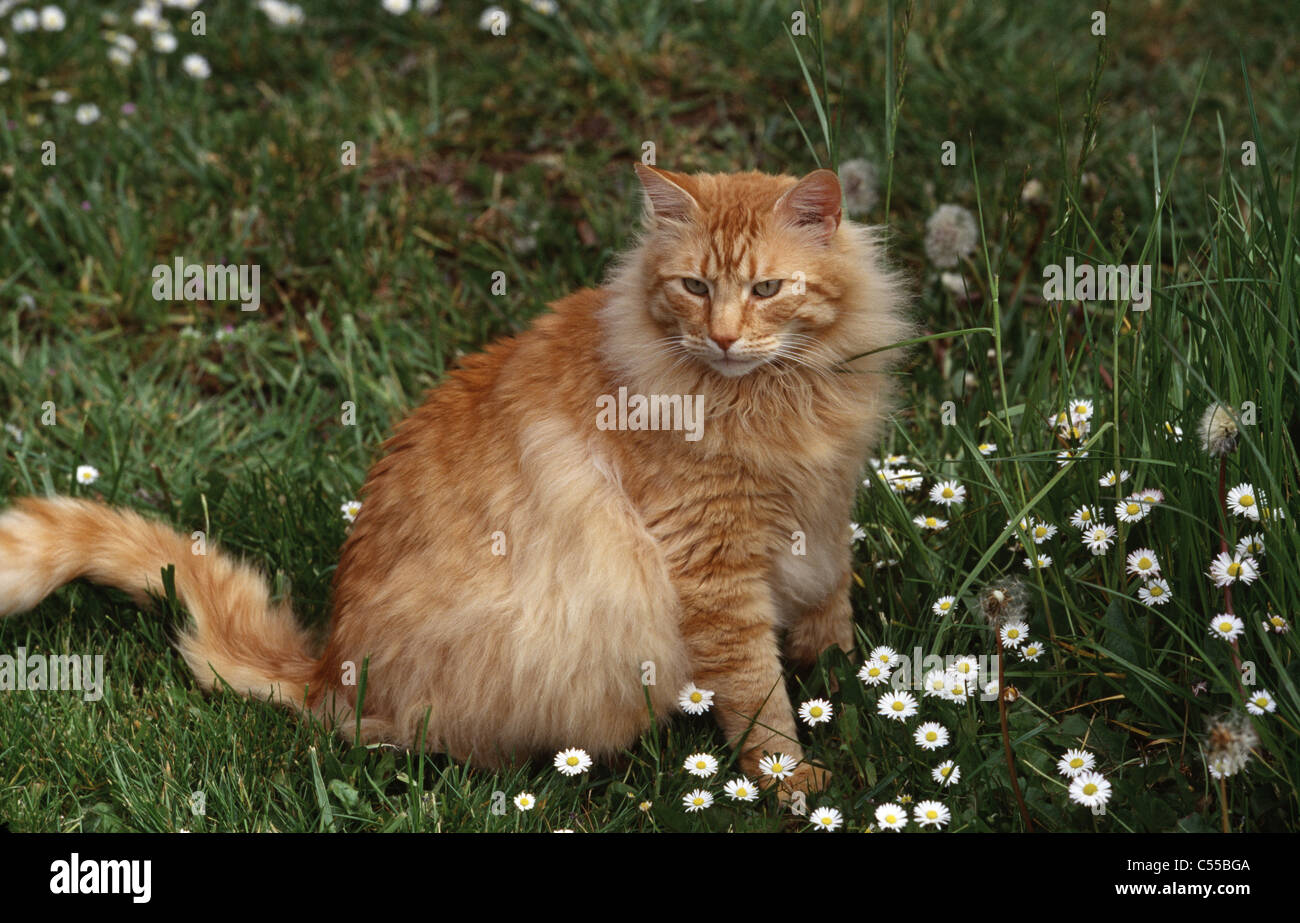Haughty animal hi-res stock photography and images - Alamy
