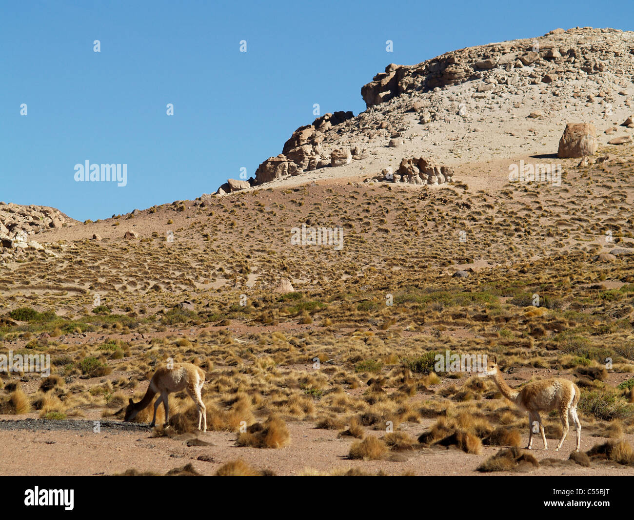 Vicuna atacama desert hi-res stock photography and images - Alamy