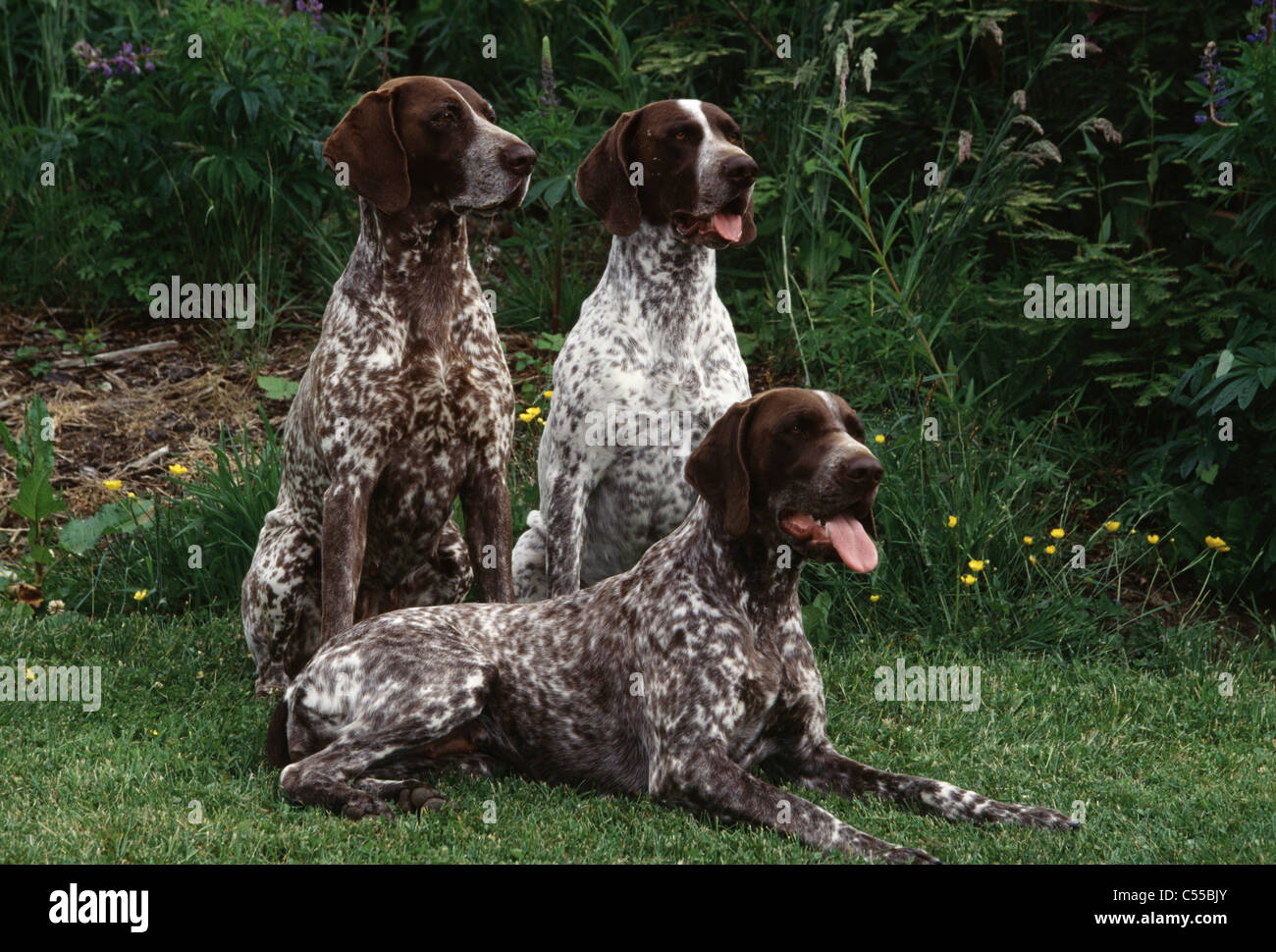 German Shorthaired Pointers Stock Photo - Alamy
