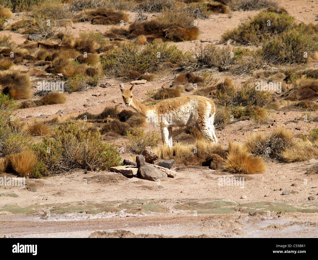 Vicuna in Atacama Desert, Chile Stock Photo - Alamy