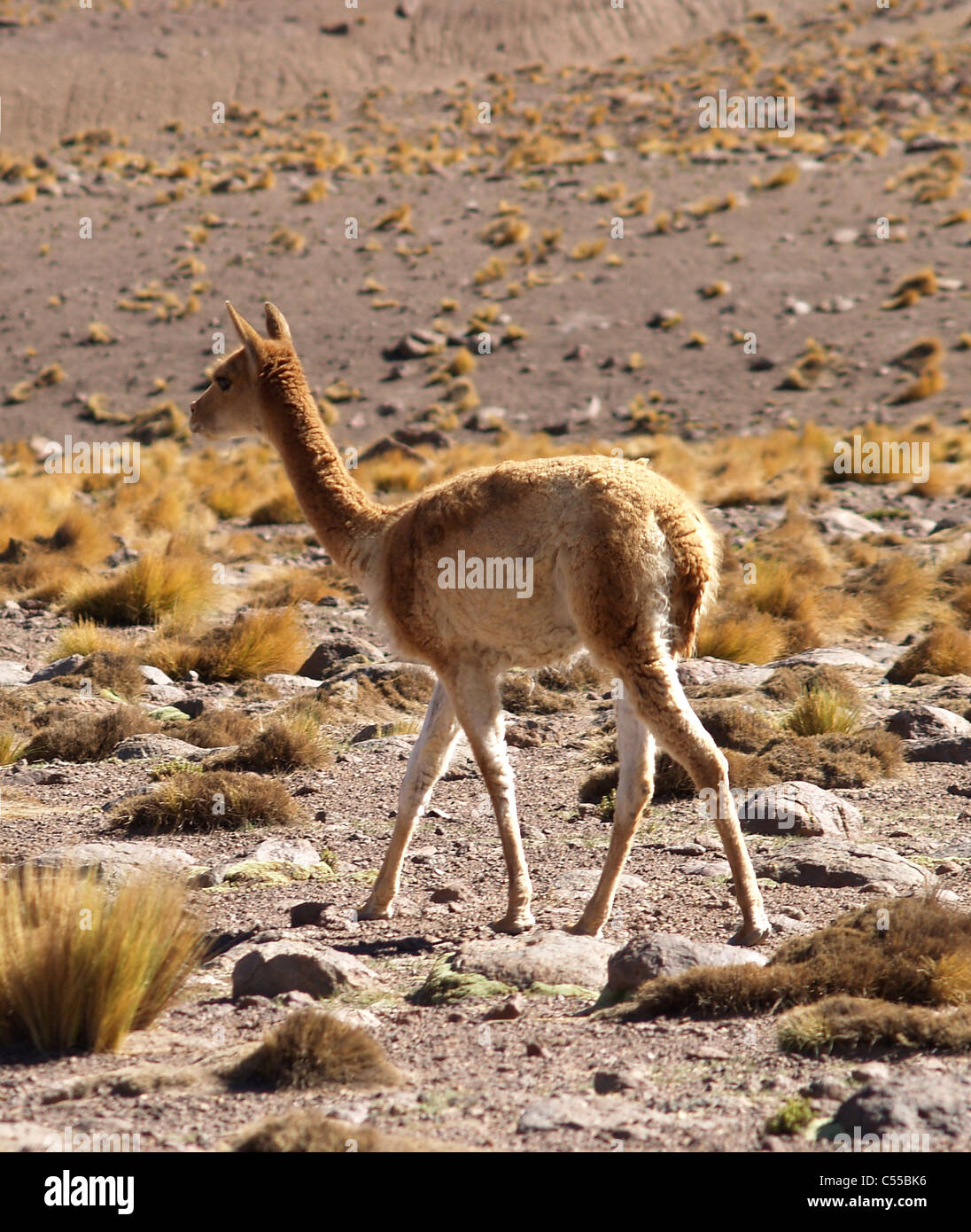 Vicuna in Atacama Desert, Chile Stock Photo - Alamy