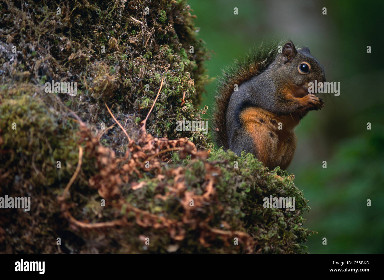 Chickaree hi-res stock photography and images - Alamy