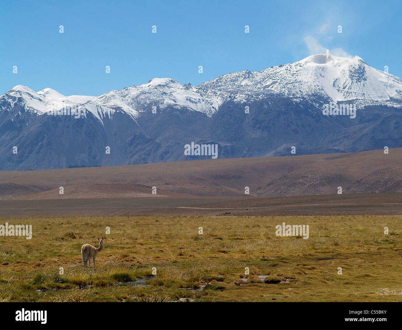Vicuna Chile High Resolution Stock Photography and Images - Alamy