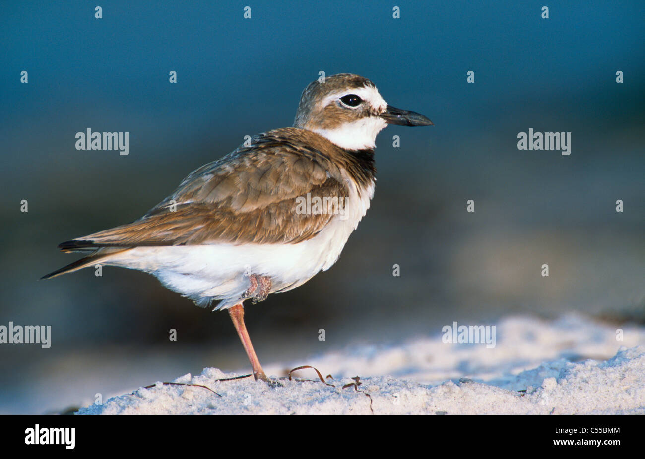 Close-up of Wilson's Plover Stock Photo - Alamy