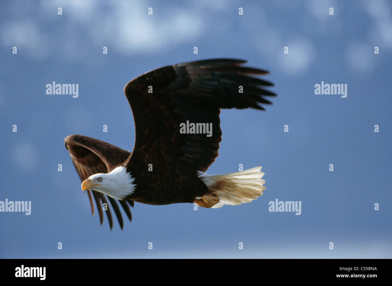 Bald eagle (Haliaeetus leucocephalus) flying Stock Photo - Alamy