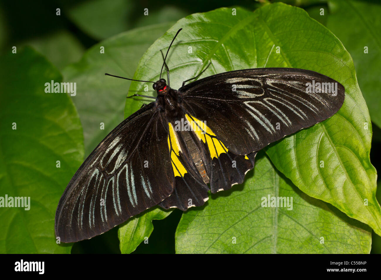 Common Birdwing (Troides helena) butterfly on a green leaf Stock Photo ...