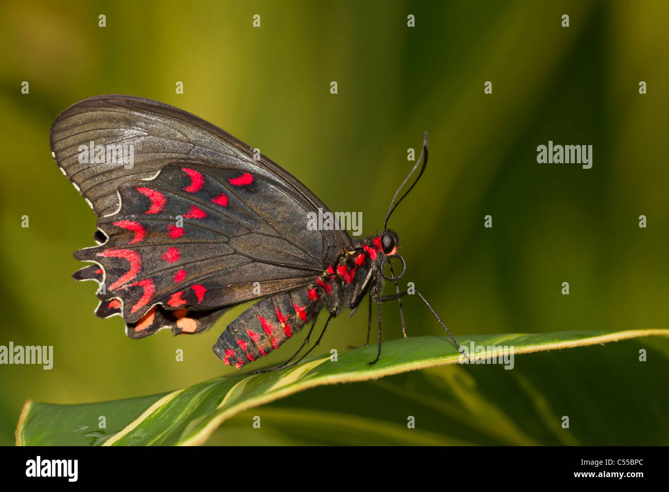Pink-Spotted Cattleheart (Parides photinus) butterfly on a leaf Stock ...