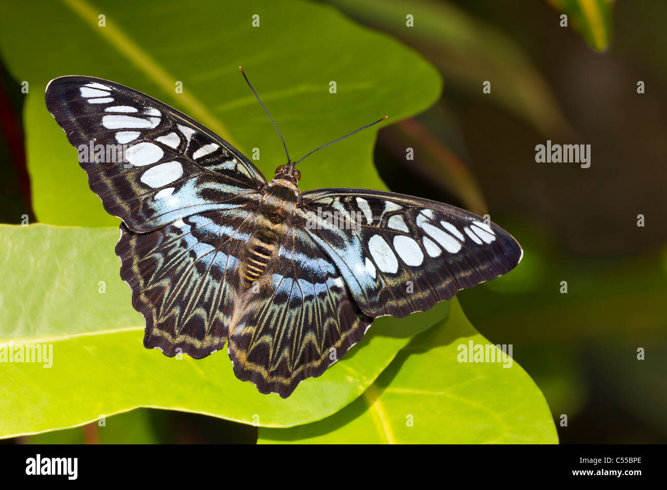 Blue Clipper (Parthenos sylvia) butterfly on a green leaf, Malaysia ...
