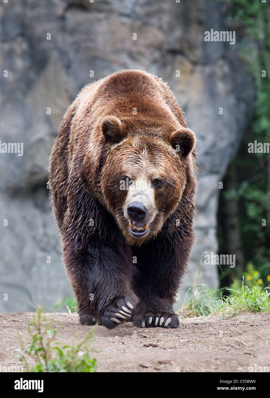 Brown bear (Ursus arctos) walking in a zoo Stock Photo - Alamy