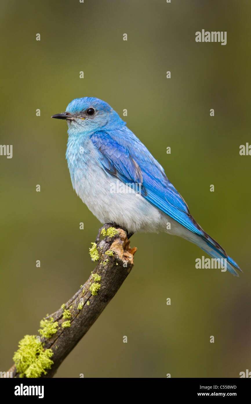 Male Mountain bluebird (Sialia currucoides) on a tree branch Stock ...