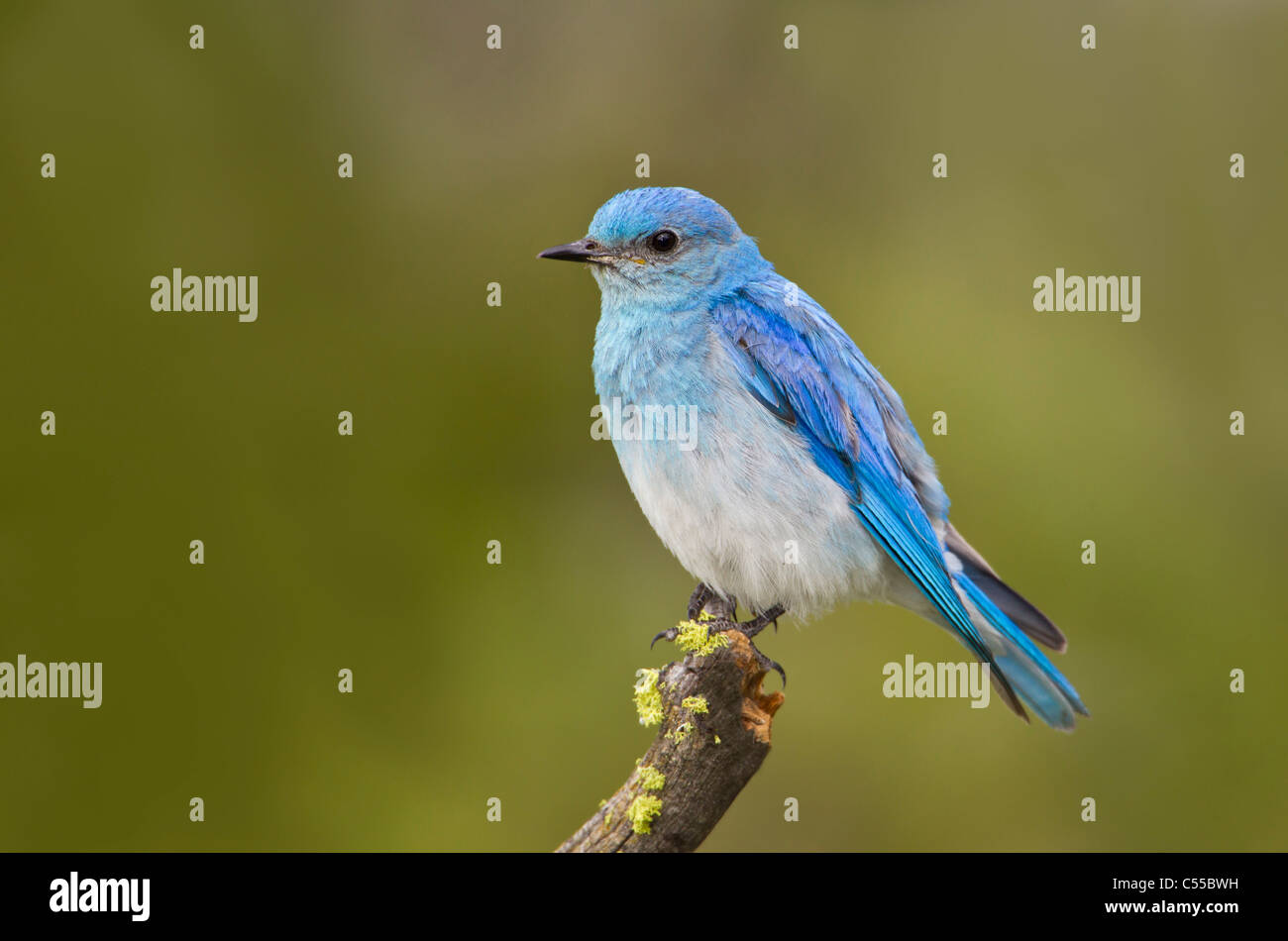 Male Mountain bluebird (Sialia currucoides) on a tree branch Stock ...