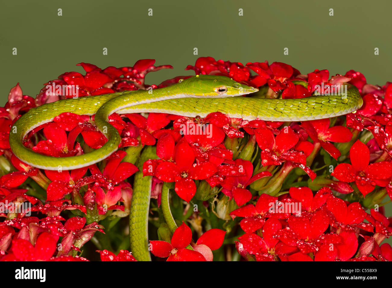 Snake with flowers hi-res stock photography and images - Alamy