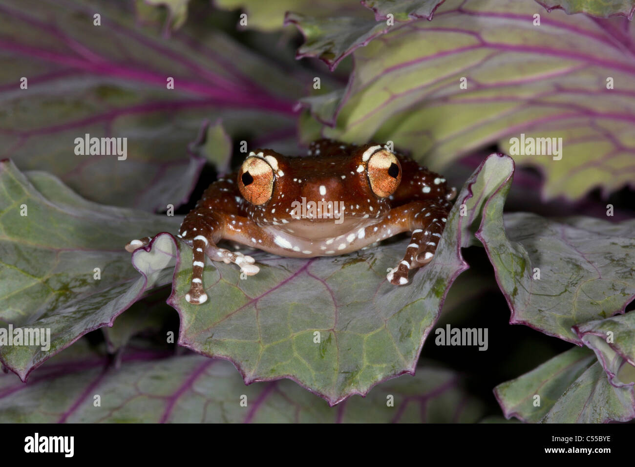 Close-up of a Cinnamon Tree frog (Nyctixalus pictus Stock Photo - Alamy