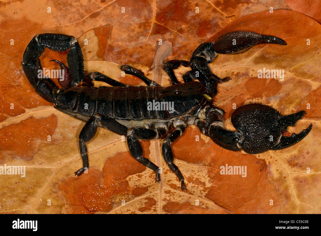 Emperor scorpion (Pandinus imperator) on a leaf Stock Photo - Alamy