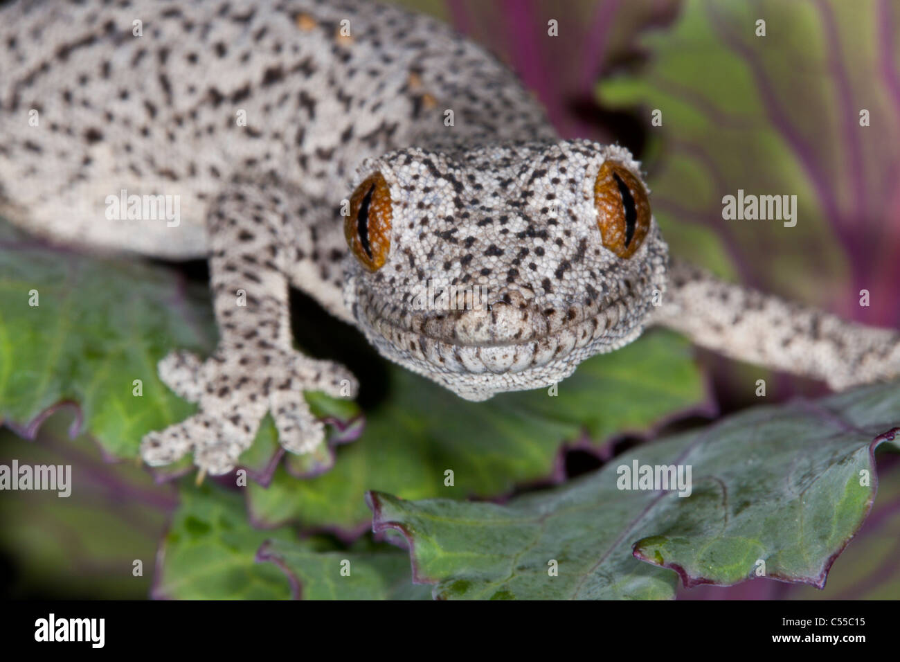 Close-up of an Eastern Spiny-tailed Gecko (Strophurus williamsi Stock ...