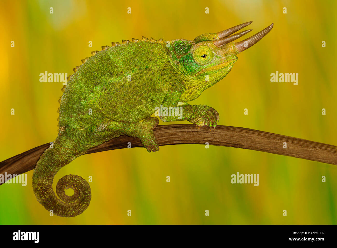 Jacksons chameleon chamaeleo jacksonii hi-res stock photography and ...