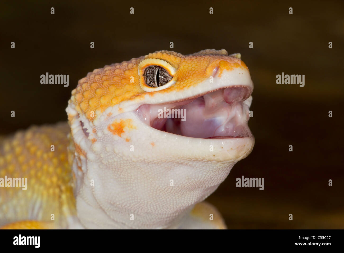 Leopard gecko mouth hi-res stock photography and images - Alamy