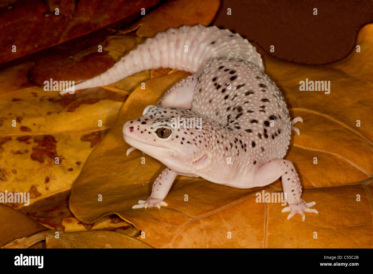 Close-up of a Leopard gecko (Eublepharis macularius) on leaves Stock ...