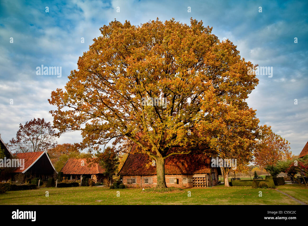 The Netherlands, Winterswijk, Autumn colours, Tree in front of farm ...