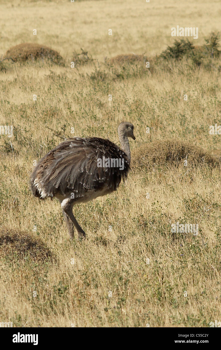 Rhea in Patagonia,Chile Stock Photo - Alamy