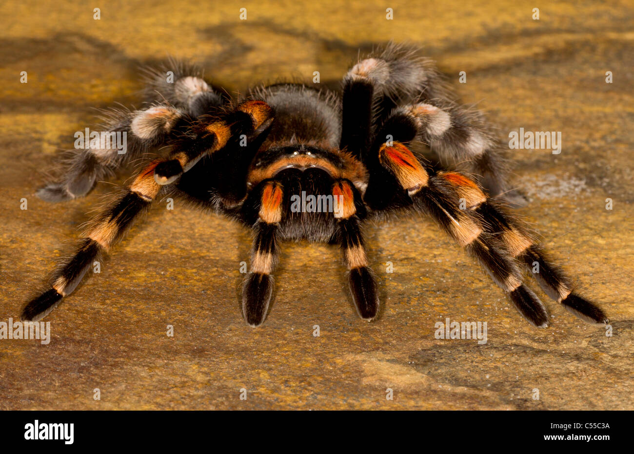 Close-up of a Mexican Red-kneed tarantula (Brachypelma smithi Stock ...