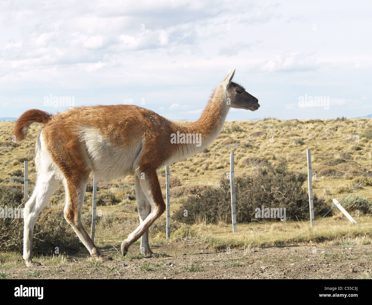 Guanaco In Patagonia Chile High Resolution Stock Photography and Images ...