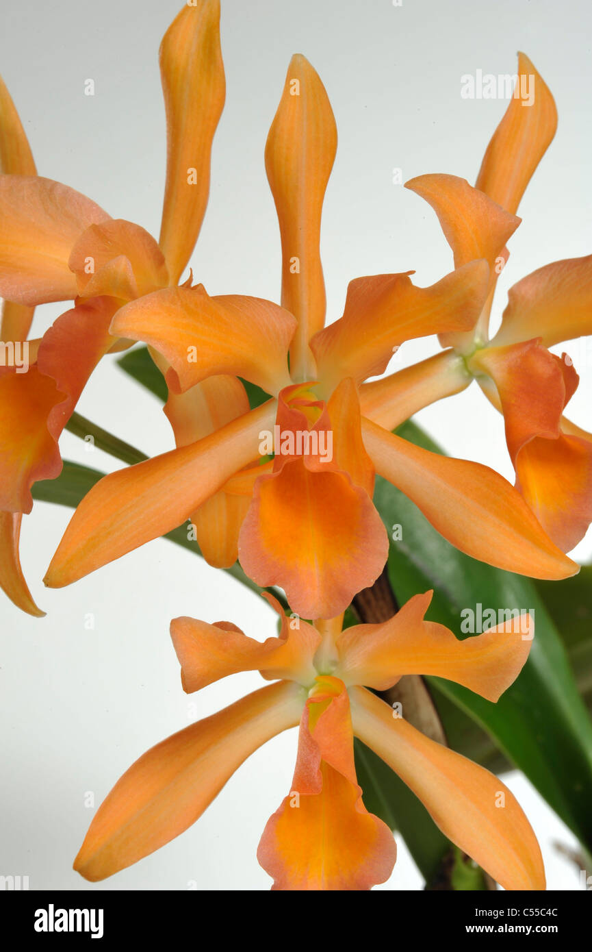 Cattleya orchid orange blossom hi-res stock photography and images - Alamy
