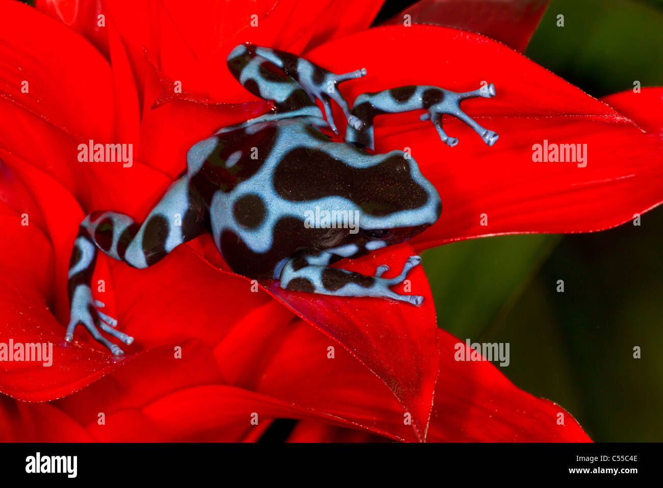 Red and black frog hi-res stock photography and images - Alamy