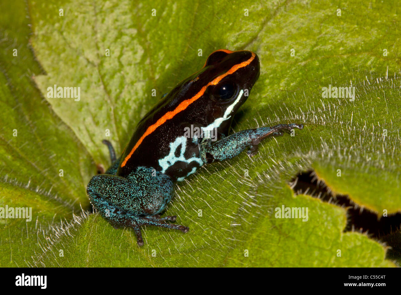 Close-up of a Golfodulcean Poison frog (Phyllobates vittatus Stock ...