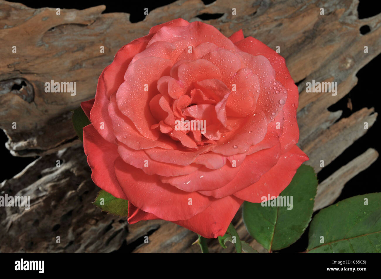 Close-up of a red rose flower Stock Photo - Alamy