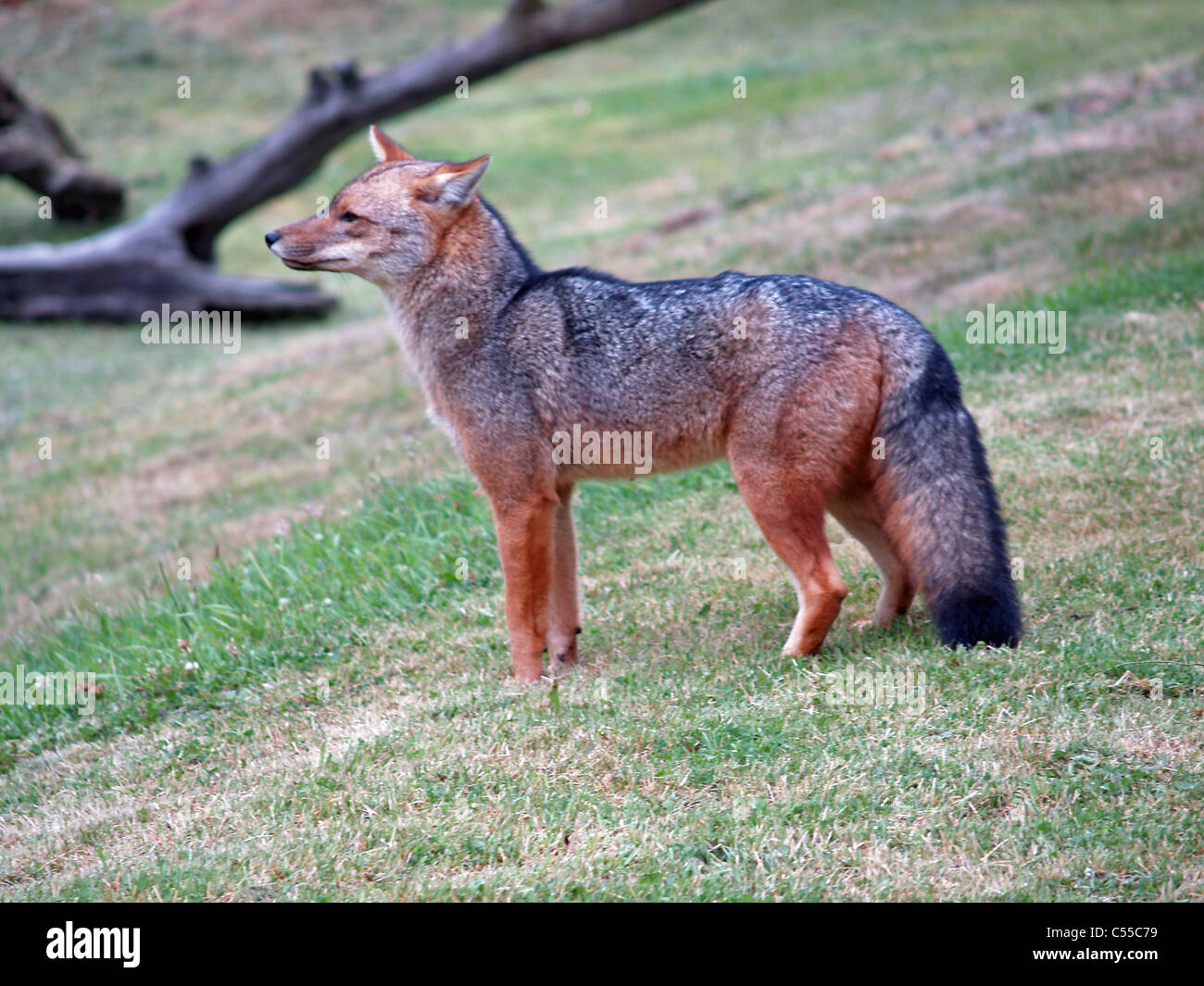South American gray fox in Torres del Paine,Chile Stock Photo - Alamy