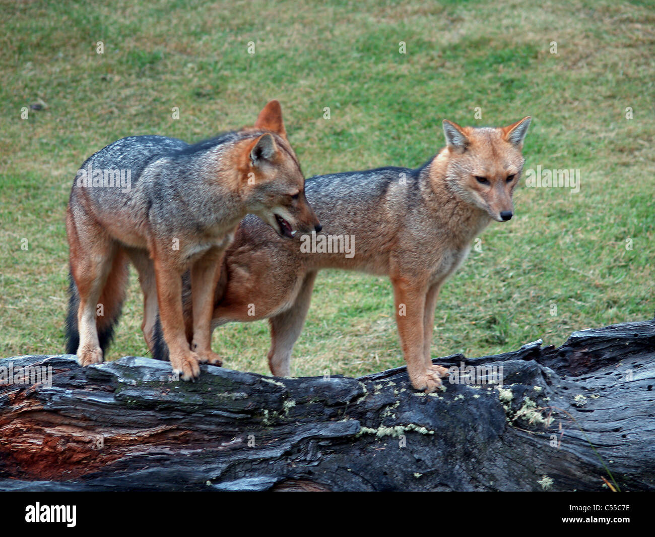 South American gray fox in Torres del Paine, Chile Stock Photo - Alamy