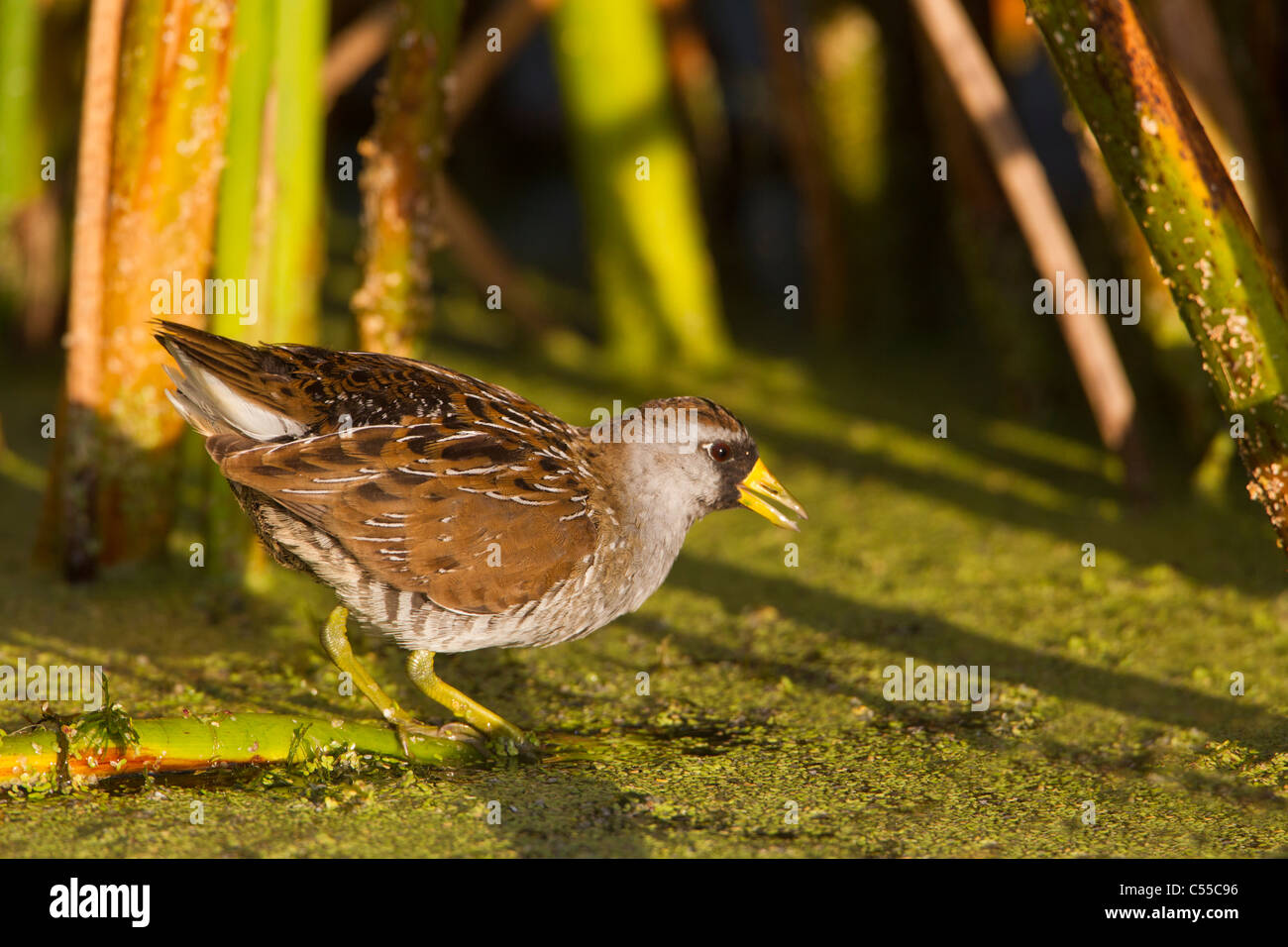 Carolina crake hi-res stock photography and images - Alamy