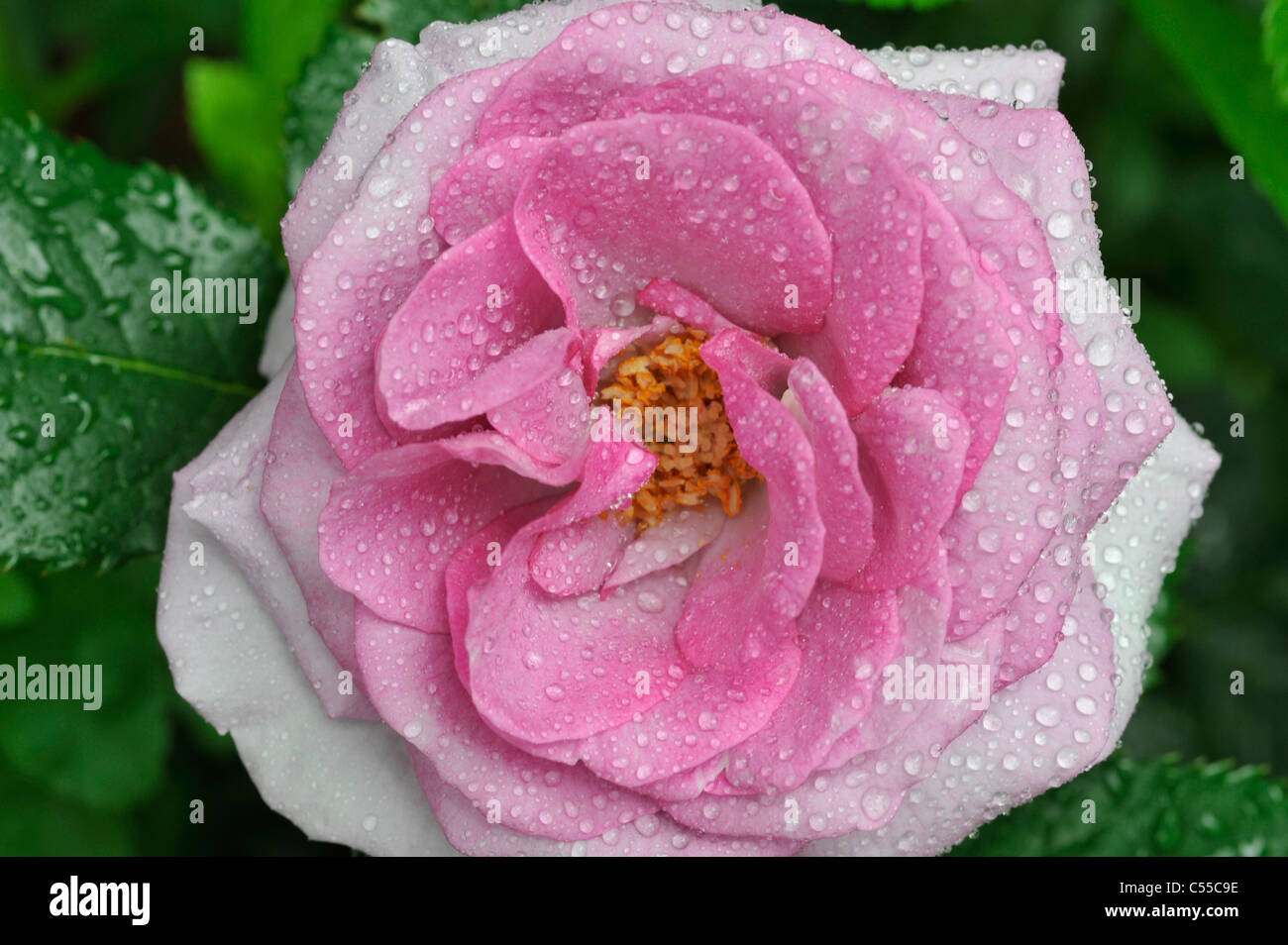 Close-up of a pink rose flower Stock Photo - Alamy