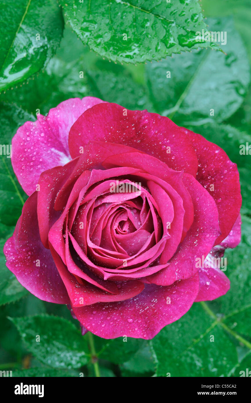 @a red rose hi-res stock photography and images - Alamy