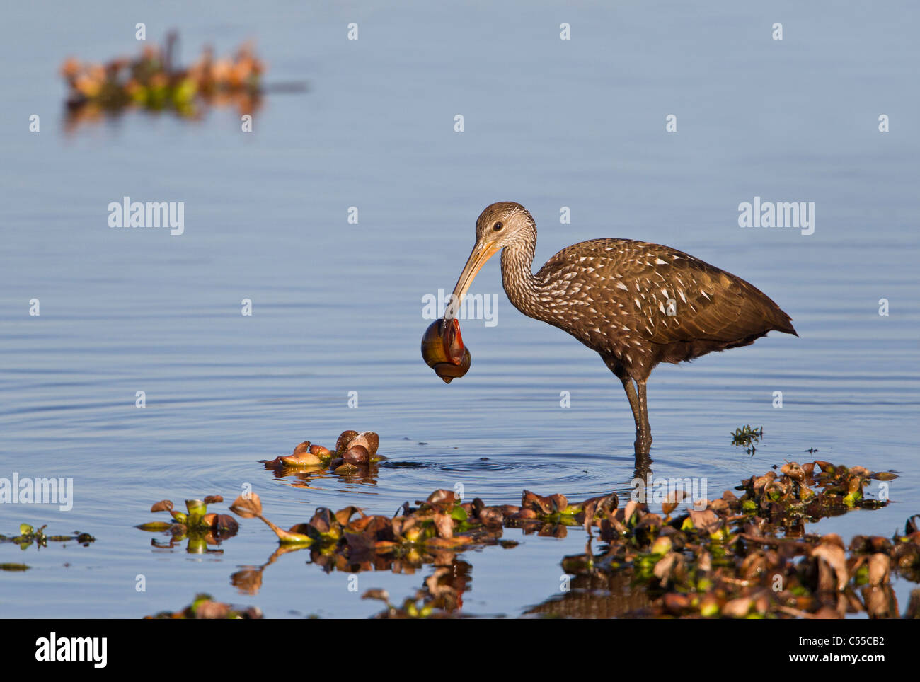 Snail in beak hi-res stock photography and images - Alamy