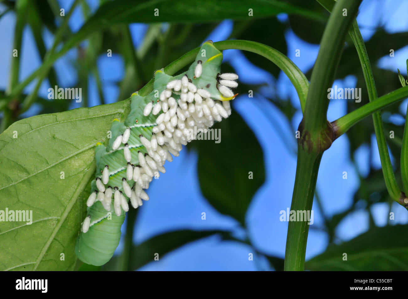 Wasp larvae caterpillar hi-res stock photography and images - Alamy